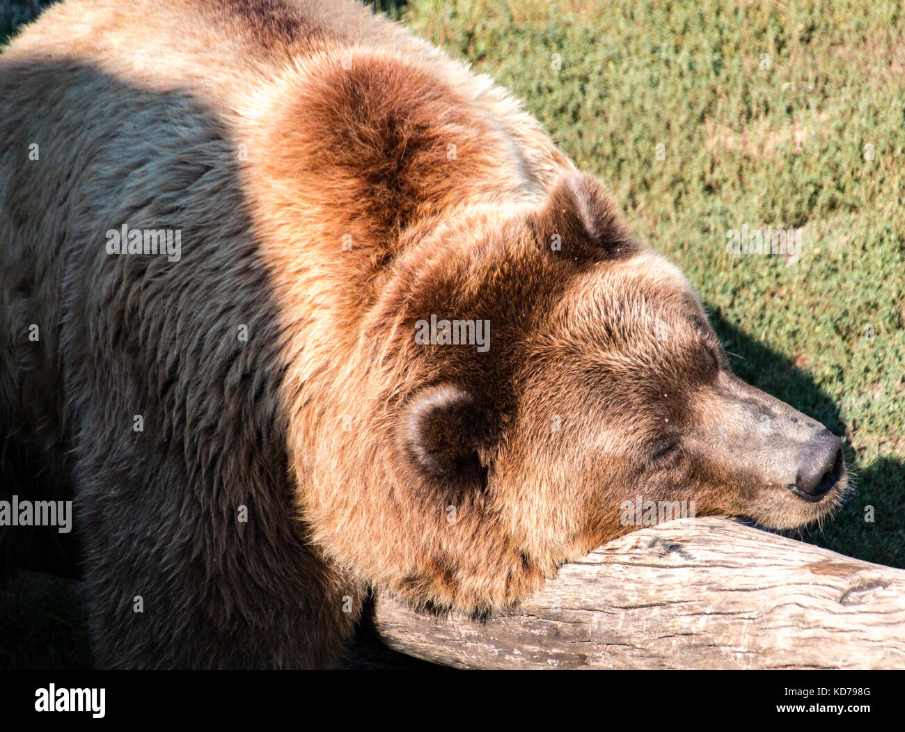 A grizzly bear resting on log in the sunshine Stock Photo - Alamy