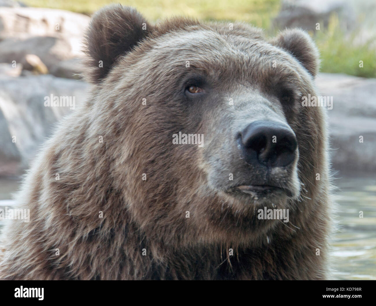 Grizzly bear eyes hi-res stock photography and images - Alamy