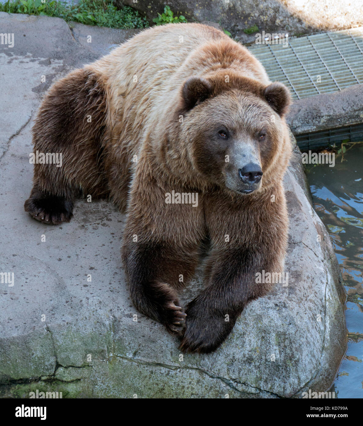 A grizzly bear lounging in the shade on a warm day Stock Photo - Alamy