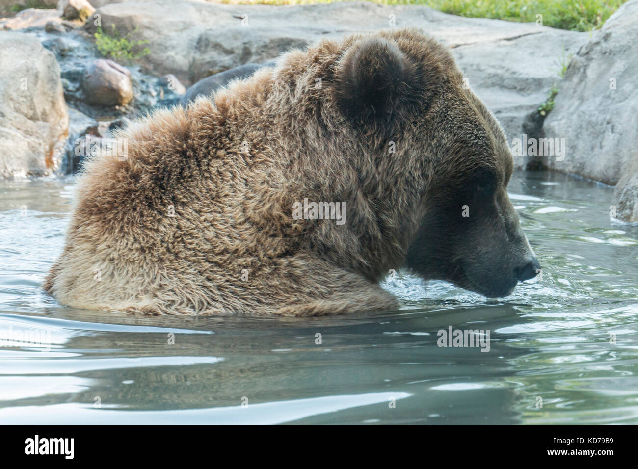 Enjoying nature at north pond hi-res stock photography and images - Alamy