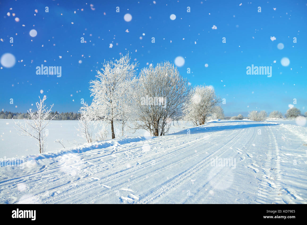 winter rural landscape with road, forest and blue sky. Sunny frosty ...