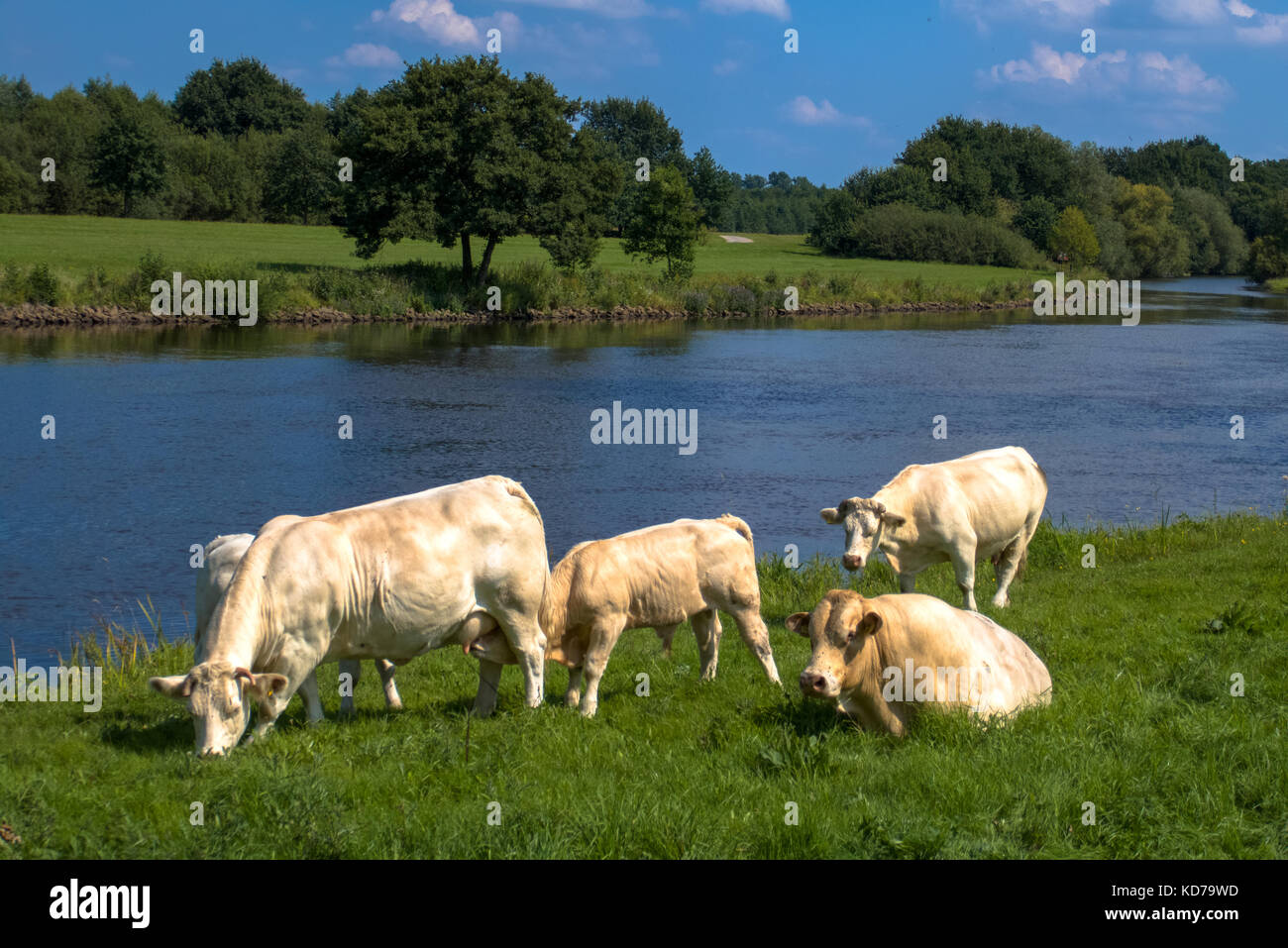 white cows near Ems canal in Germany Stock Photo - Alamy