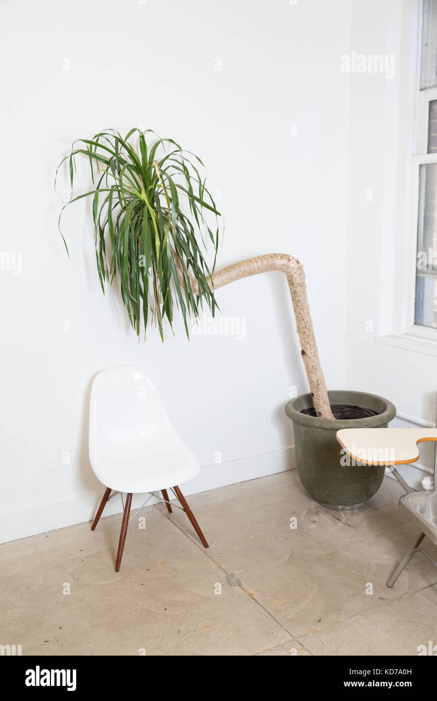 A crooked plant sits in an office space Stock Photo - Alamy
