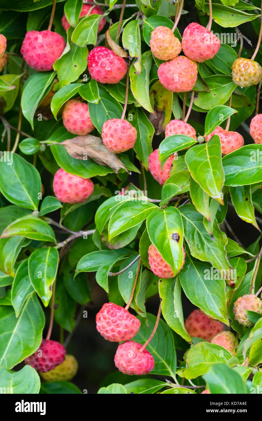 Red autumn fruit of the deciduous flowering dogwood, Cornus 'Norman ...