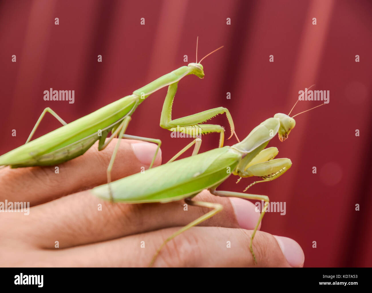 female and the mantis are sitting on the palm of a man. Insect predator ...