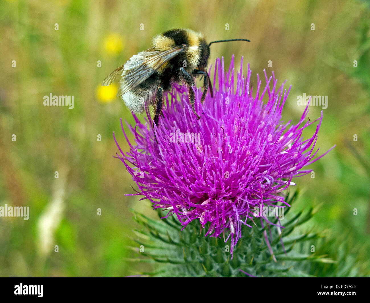 Bumblebee wallpaper hi-res stock photography and images - Alamy
