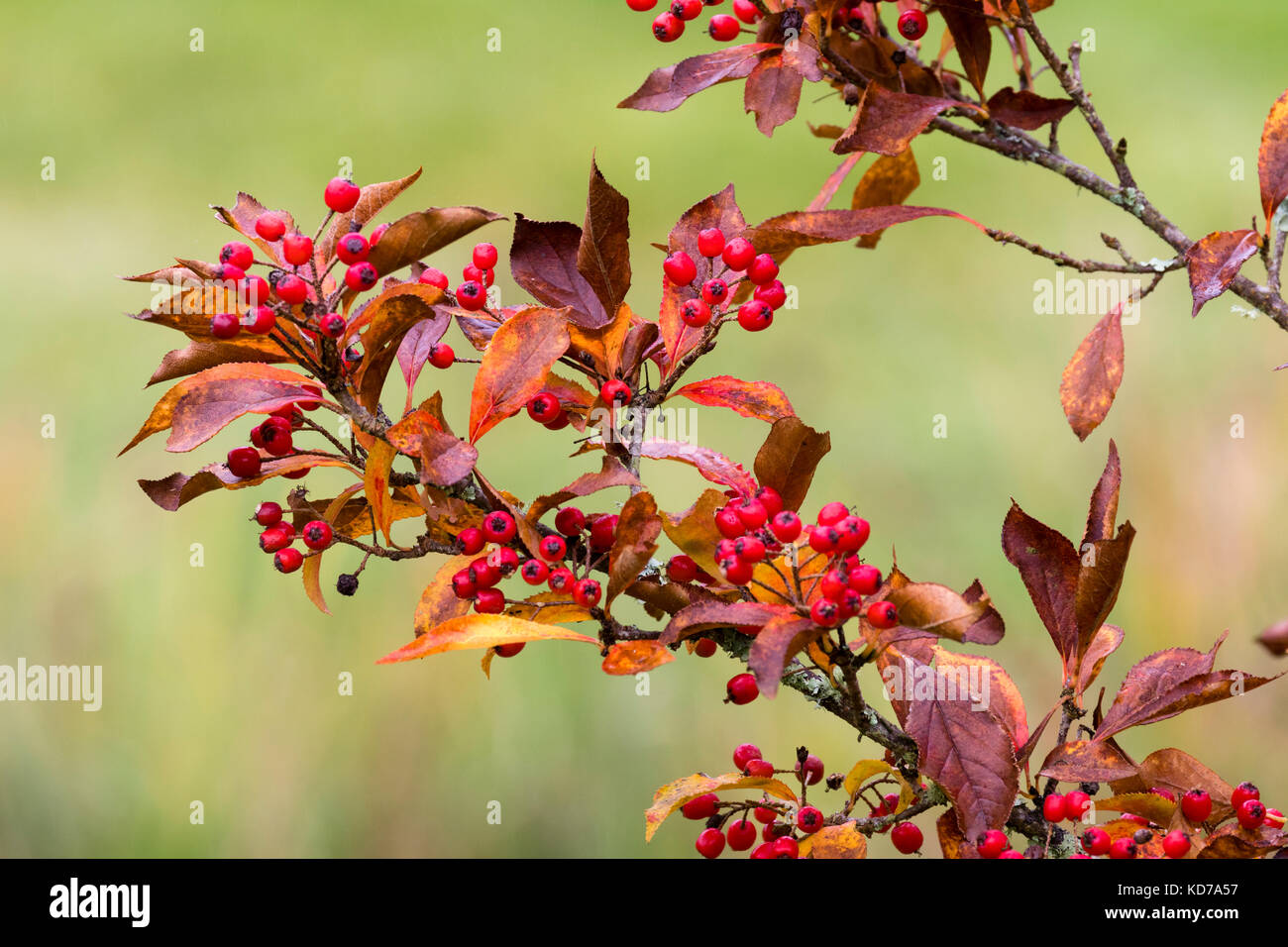 Red autumn berries of the hardy decdiduous small tree, Photinia villosa ...
