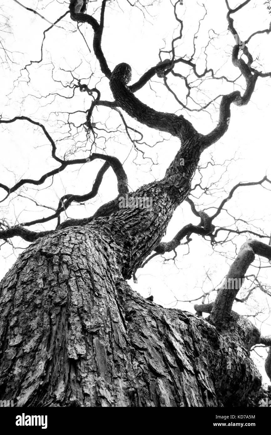 Large trees in park Black and White Stock Photos & Images - Alamy