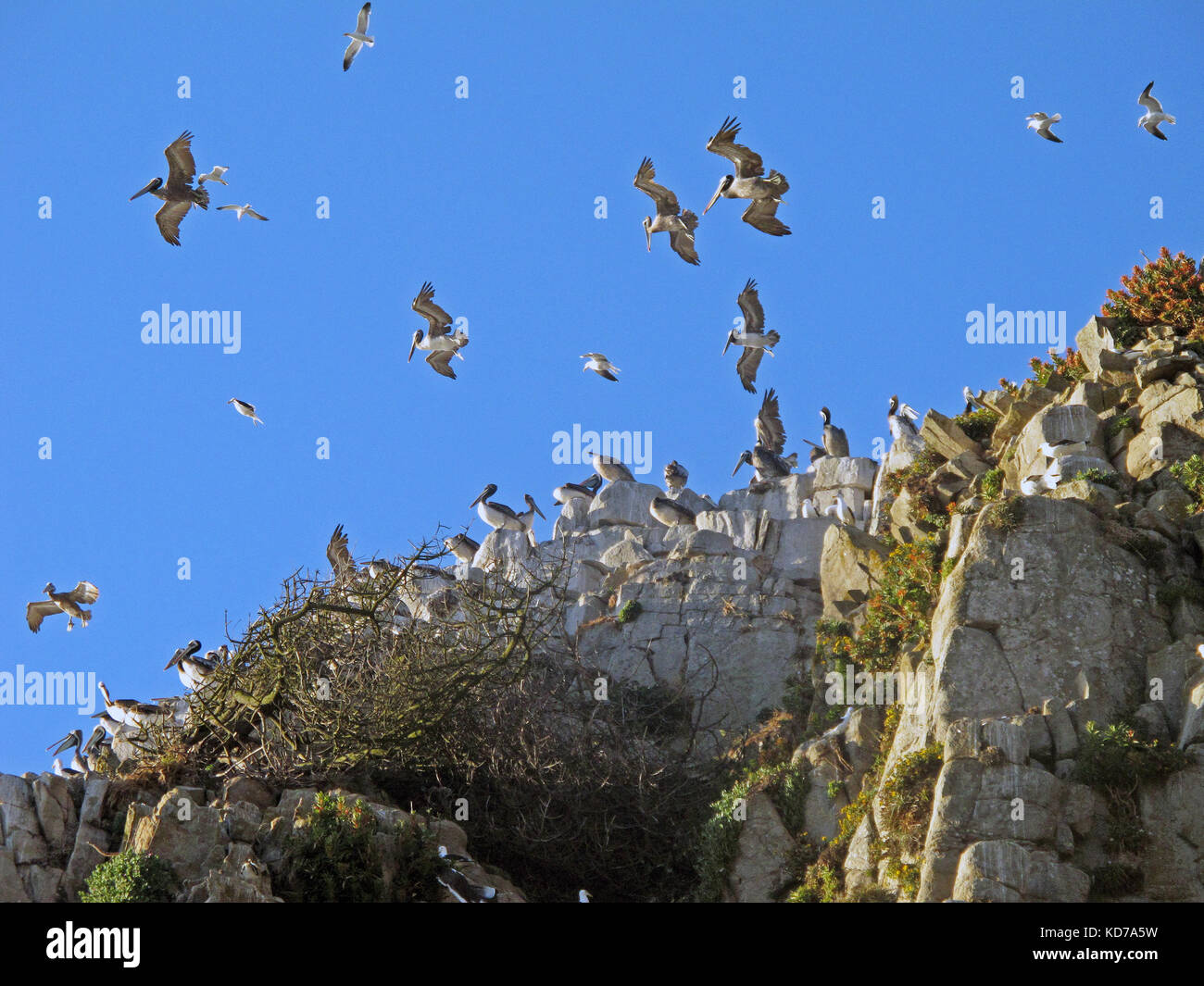 Flying cormoran hi-res stock photography and images - Alamy