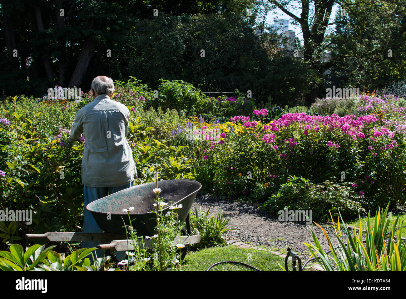 Casa Loma wheel barrow gardener gardening cutting down plants coloured ...