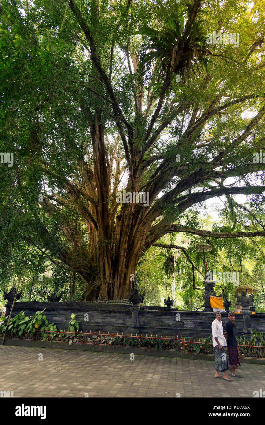 Bali, Indonesia - July 06, 2017. Big tree and two Balinese men at Goa ...