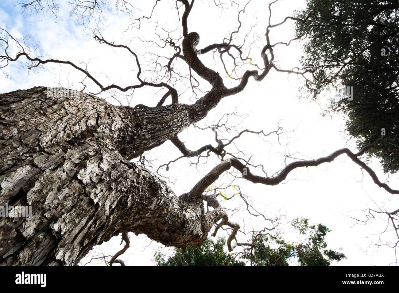 Tree in Callan Park Sydney Australia Stock Photo - Alamy