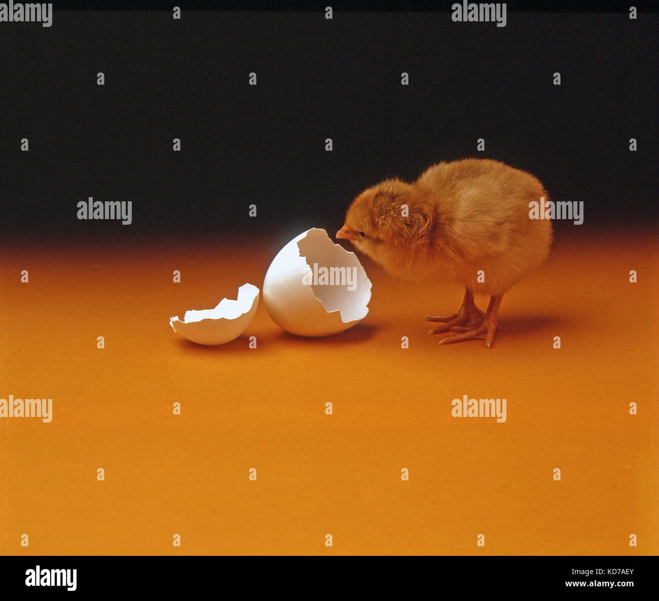 Chicken Posture High Resolution Stock Photography and Images - Alamy