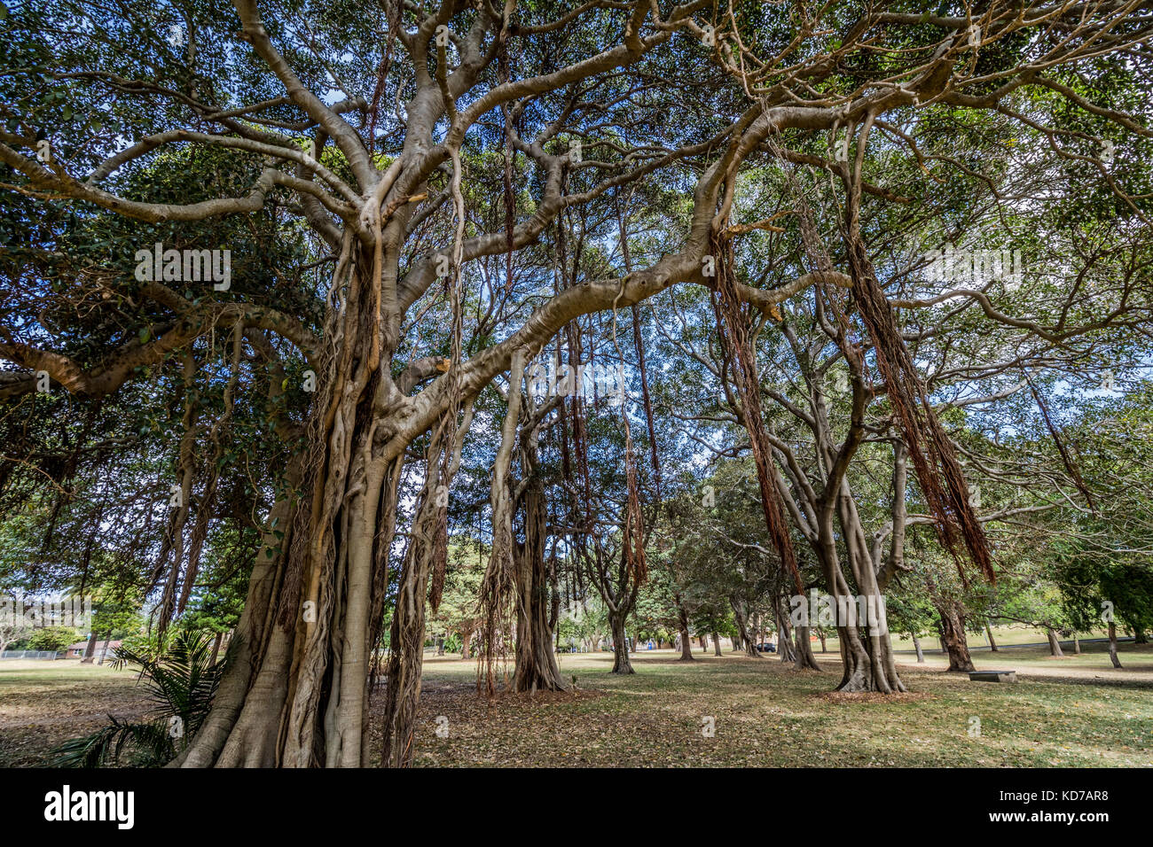 Tree in Callan Park Sydney Australia Stock Photo - Alamy