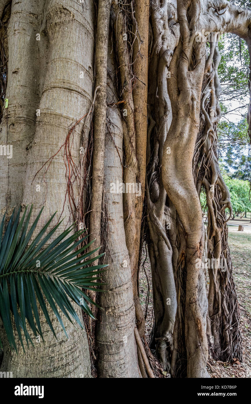 Tree in Callan Park Sydney Australia Stock Photo - Alamy