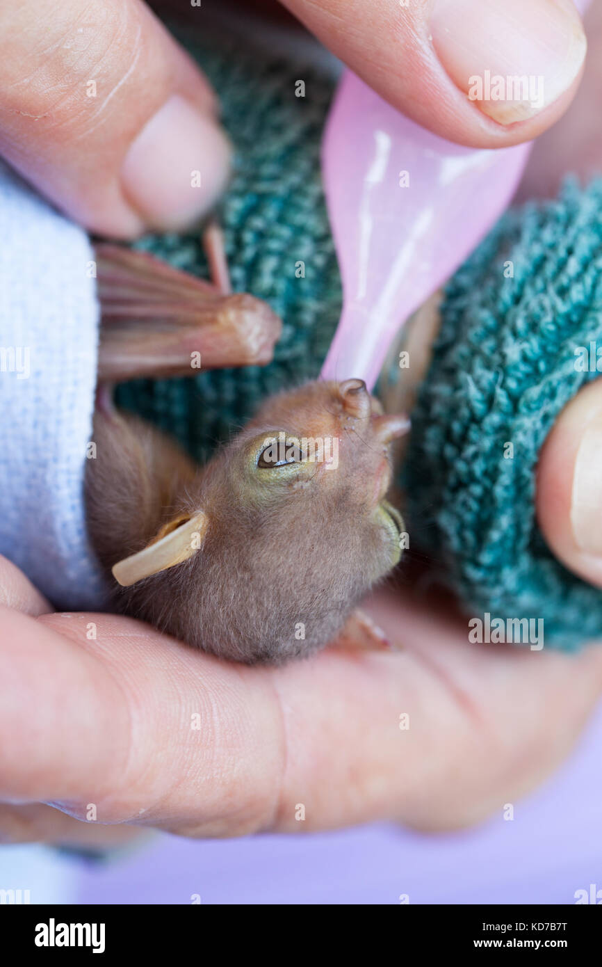 Orphaned baby Eastern Tube-nosed Bat (Nyctimene robinsoni). 10 days old ...