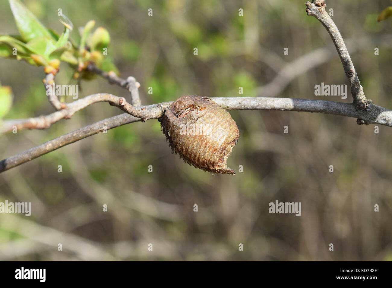 Praying Mantis Eggs High Resolution Stock Photography and Images - Alamy