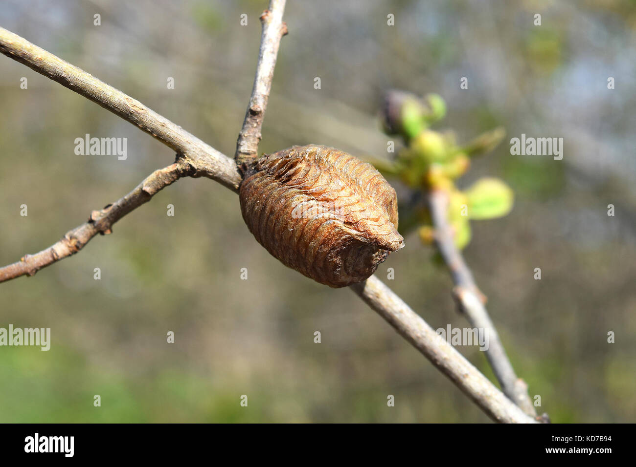 Hierodula transcaucasica hi-res stock photography and images - Alamy