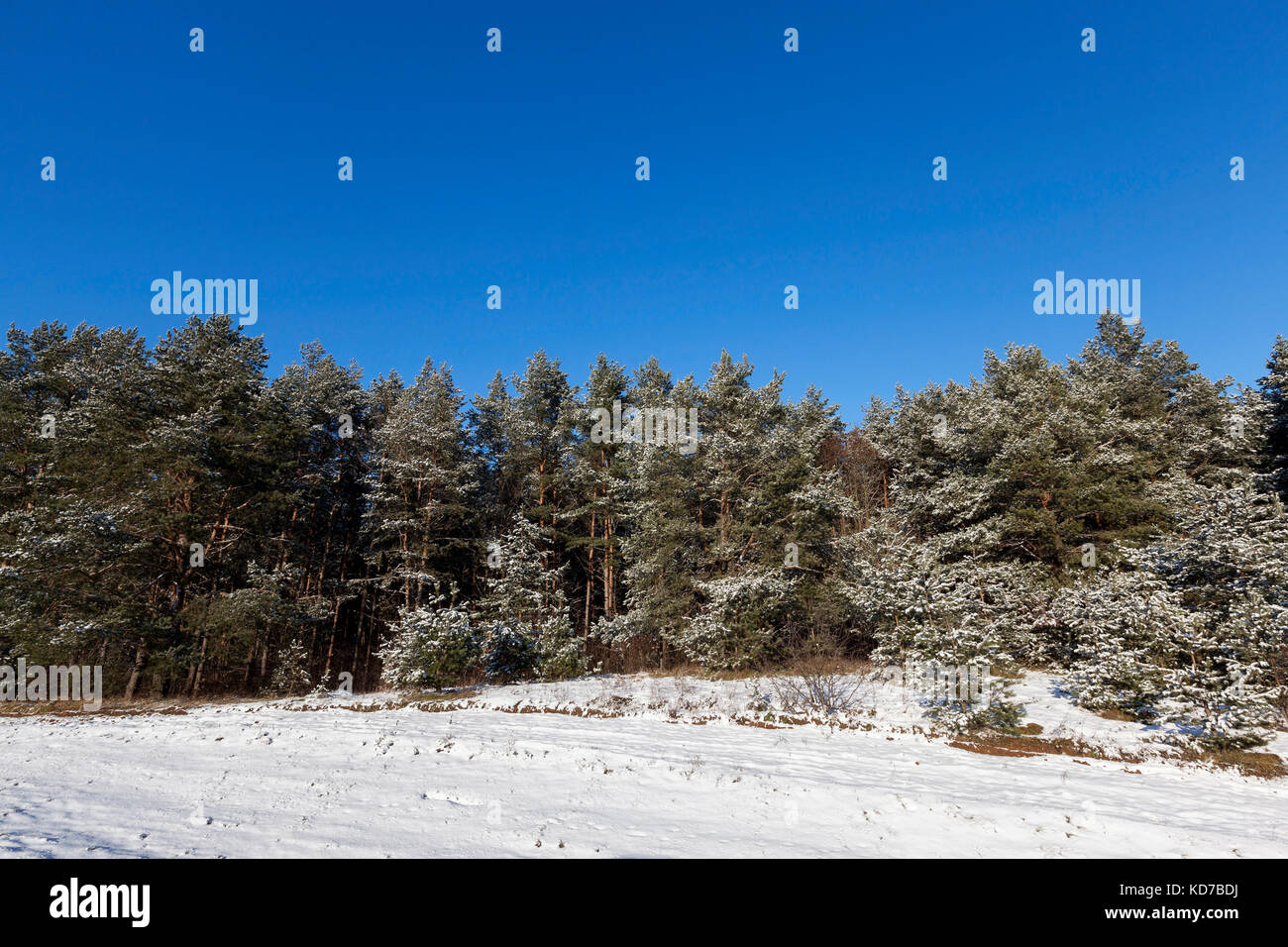 Pine forest in winter Stock Photo - Alamy