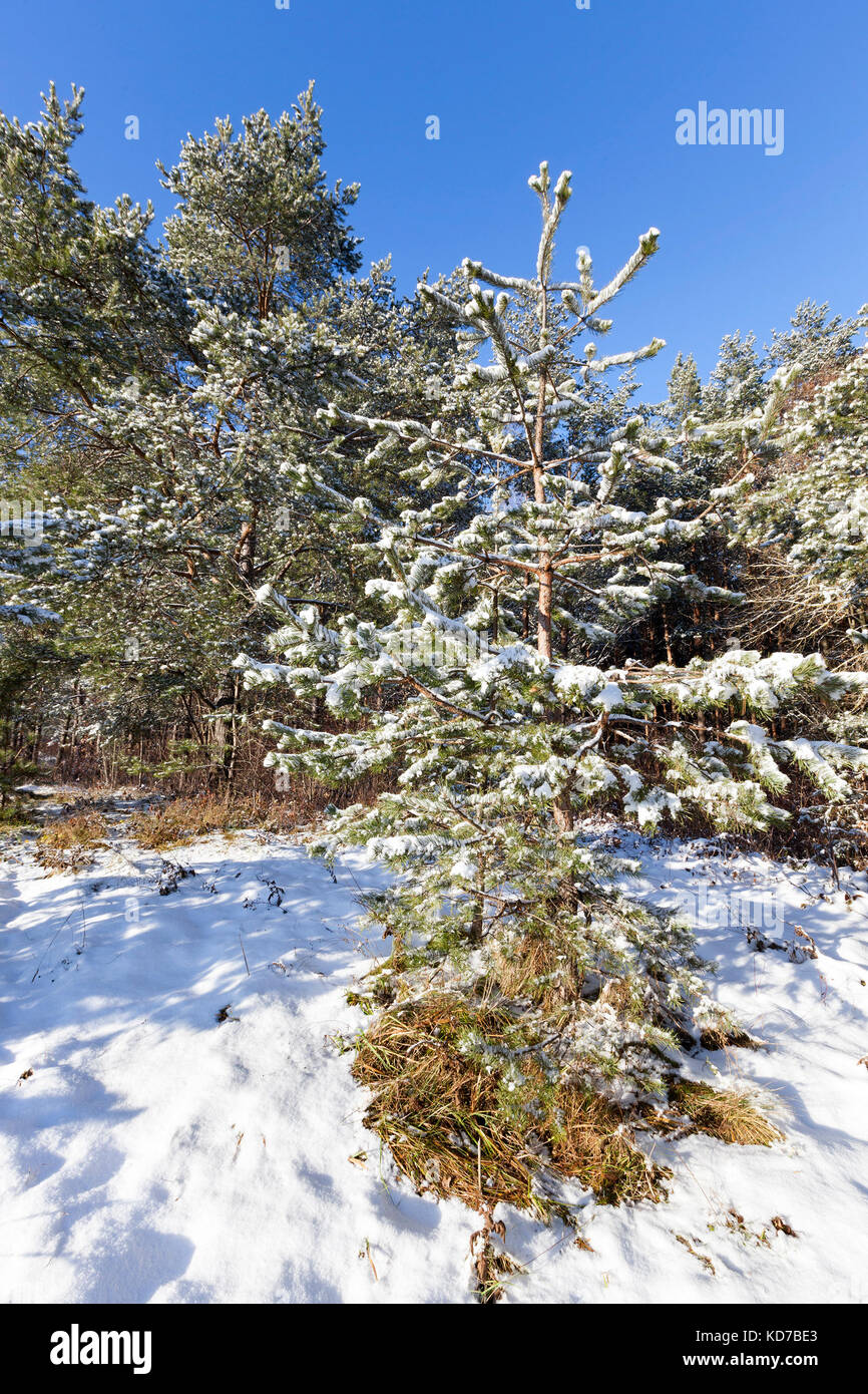 Pine forest in winter Stock Photo - Alamy
