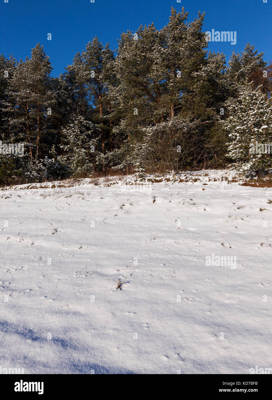 Pine forest in winter Stock Photo - Alamy