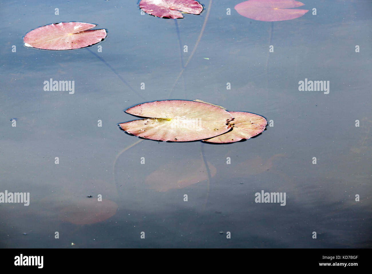 Water in the lake Stock Photo - Alamy