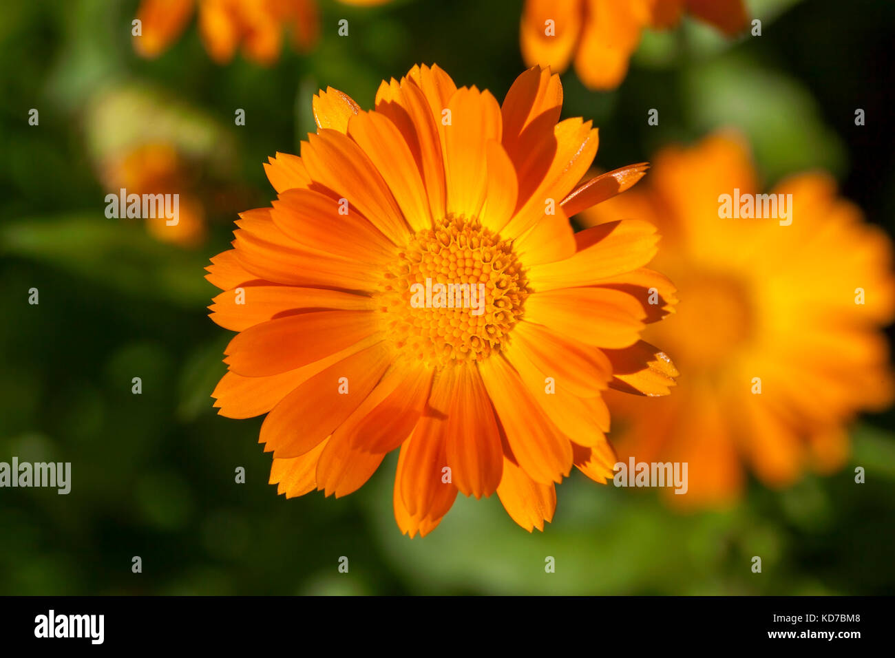 Flowers of calendula Stock Photo - Alamy