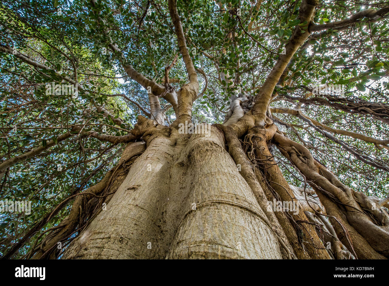 Tree in Callan Park Sydney Australia Stock Photo - Alamy