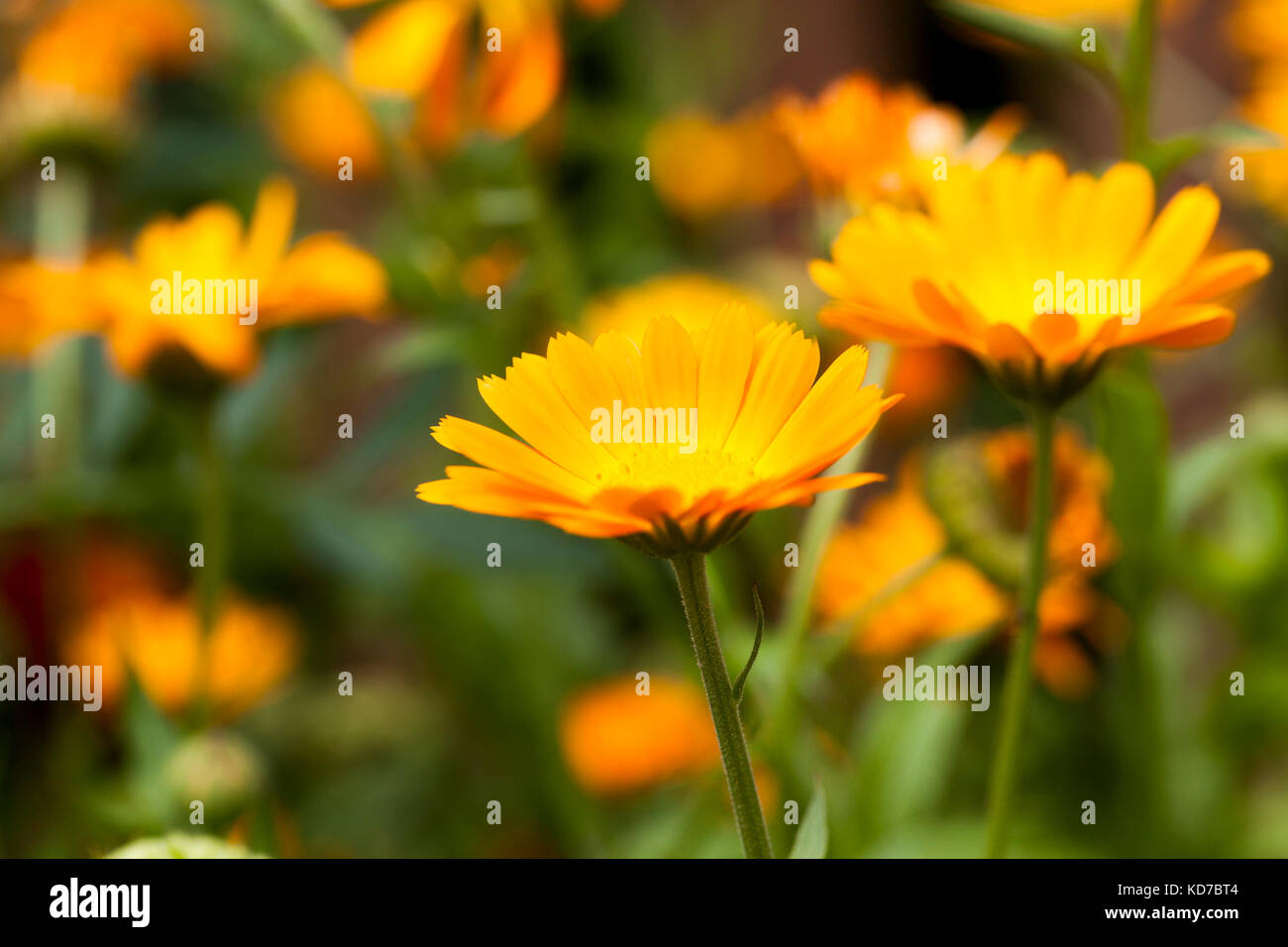 Flowers of marigold, field Stock Photo - Alamy