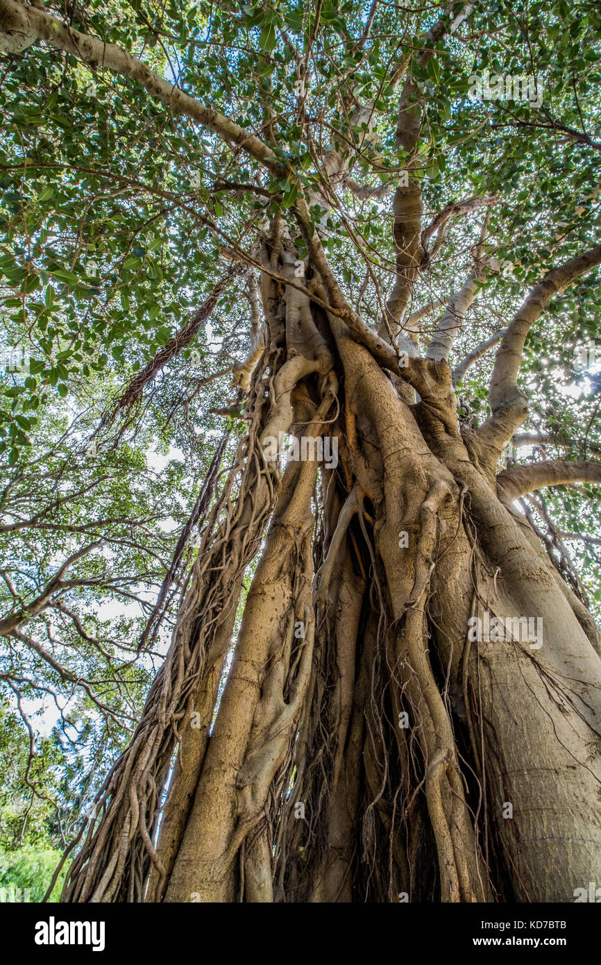Tree in Callan Park Sydney Australia Stock Photo - Alamy
