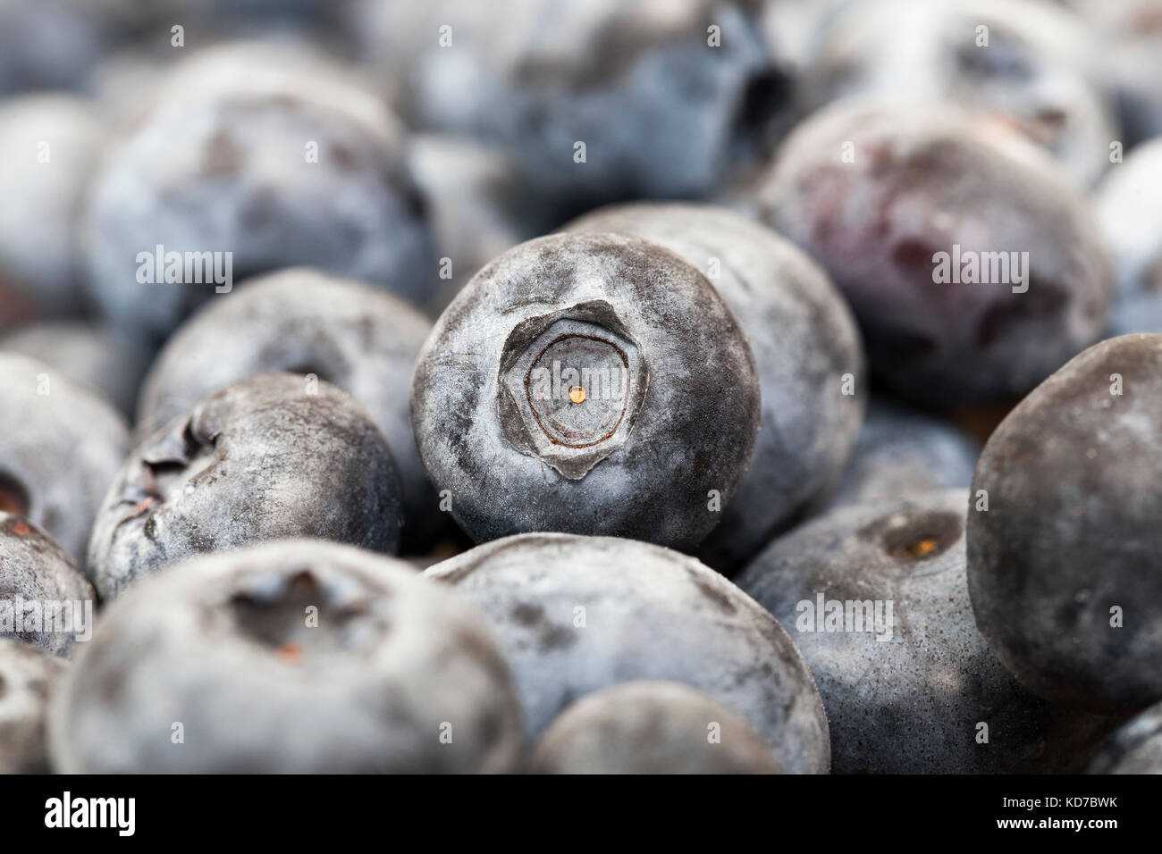 Blue ripe blueberries Stock Photo - Alamy