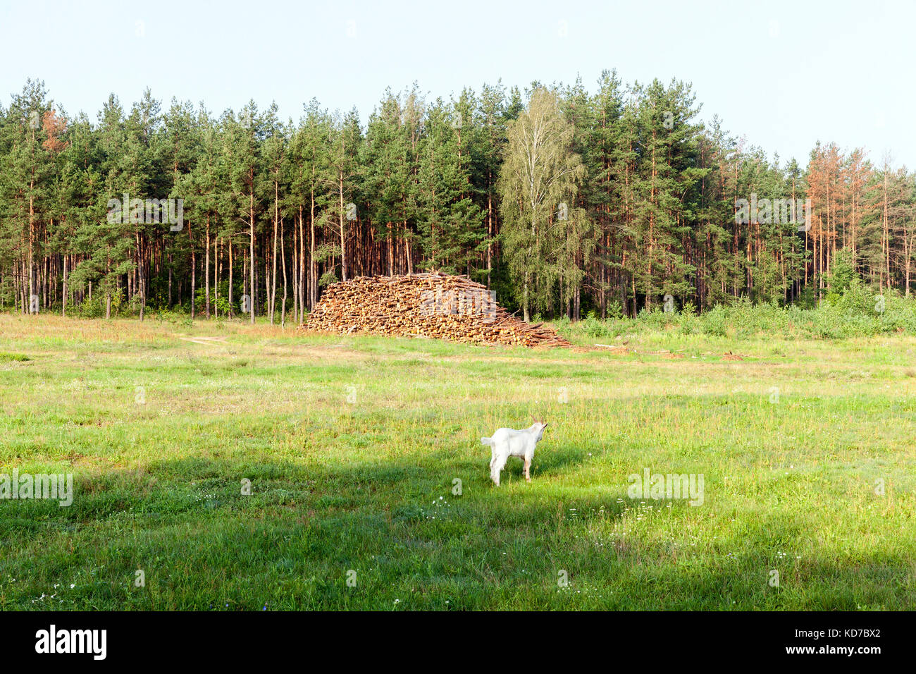 tree trunks, logging Stock Photo - Alamy