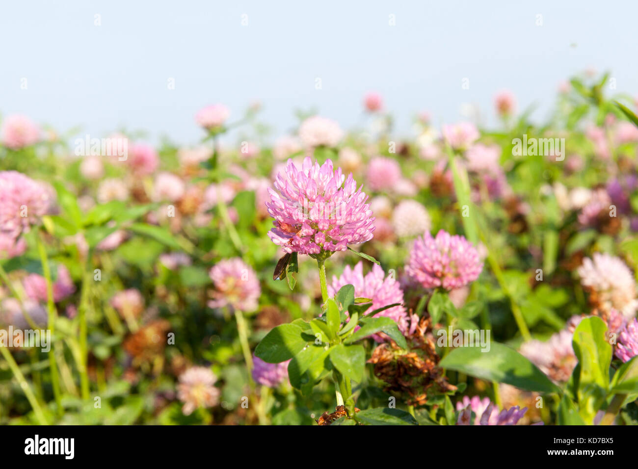 Garden red clover lawn hi-res stock photography and images - Alamy