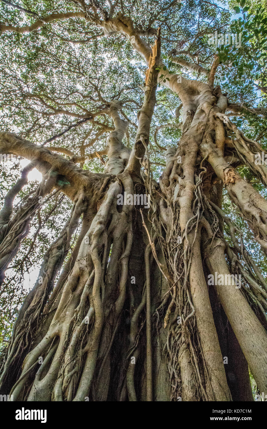 Tree in Callan Park Sydney Australia Stock Photo - Alamy