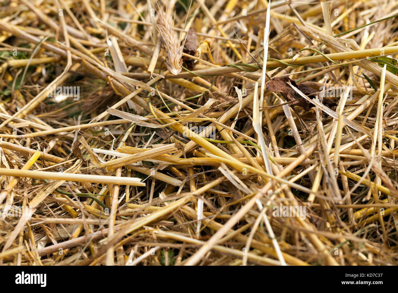 dry yellow straw Stock Photo - Alamy