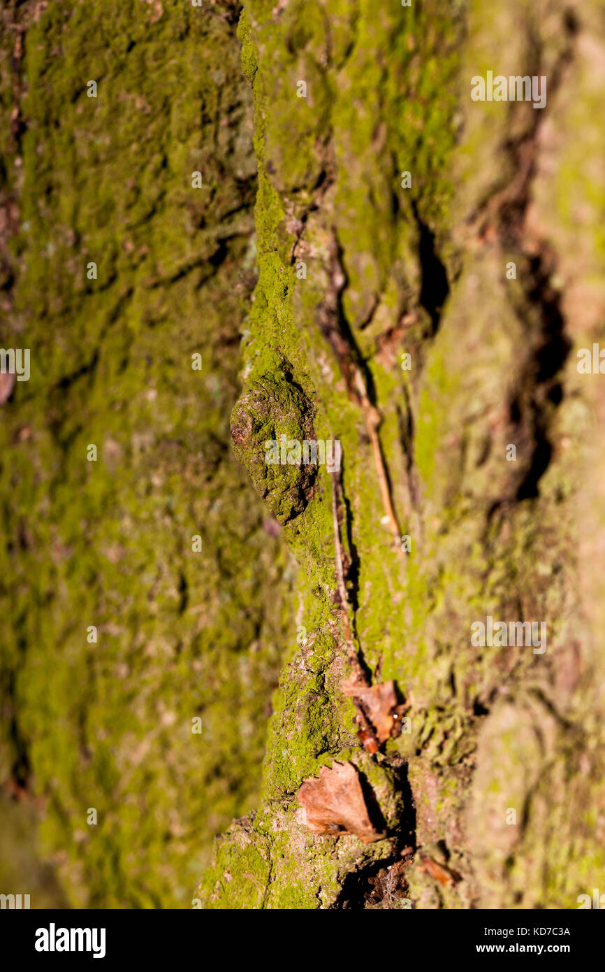 Tree bark, close-up Stock Photo - Alamy