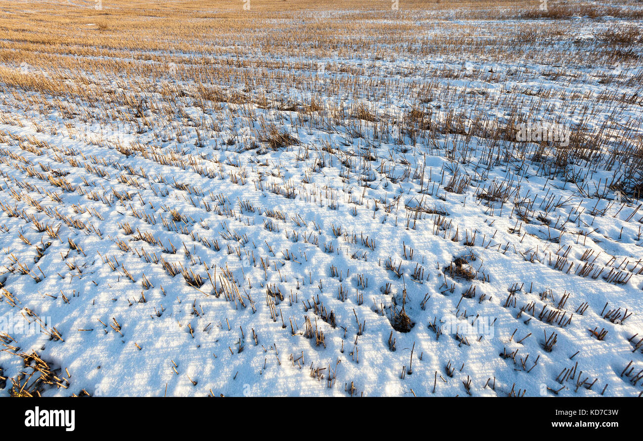 Field in the snow Stock Photo - Alamy
