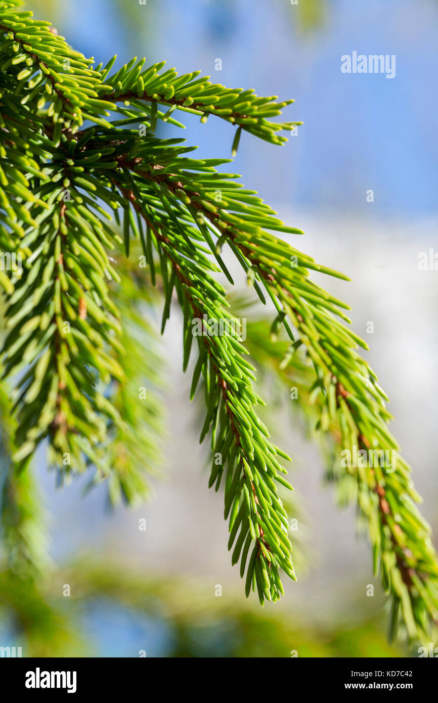 young branches of spruce Stock Photo - Alamy