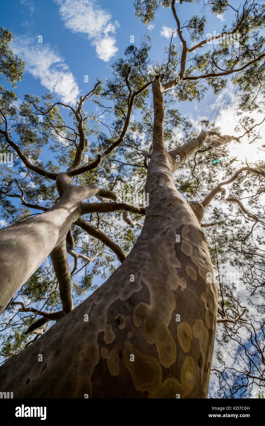 Gum Tree in Callan Park Sydney Australia Stock Photo - Alamy