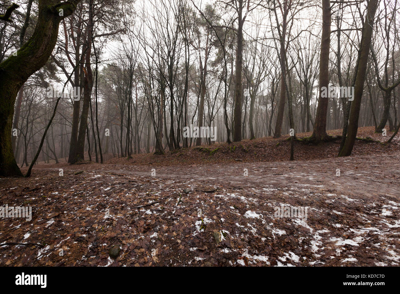 Woodland without forest hi-res stock photography and images - Alamy