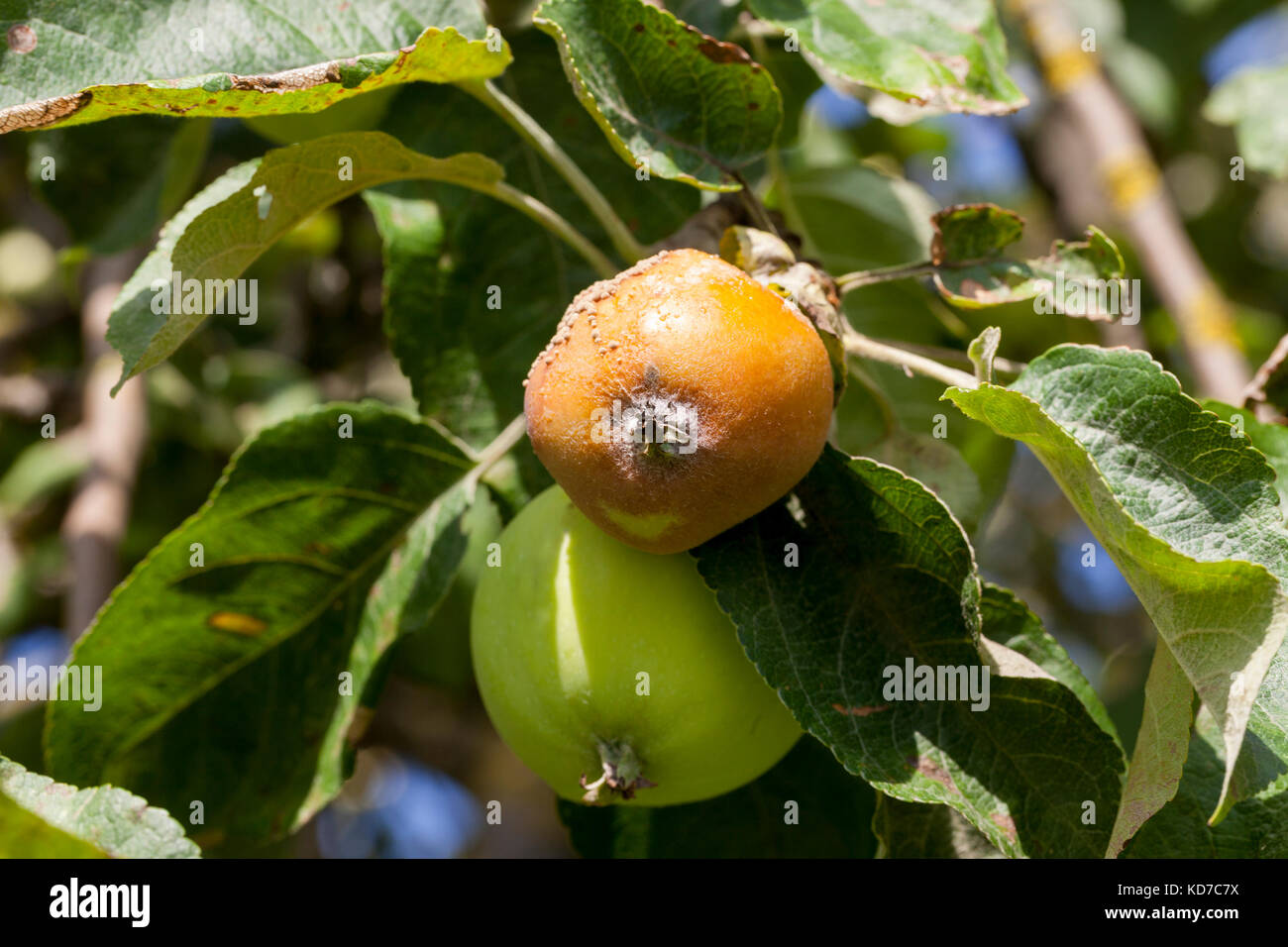 rotten apple on a tree Stock Photo - Alamy