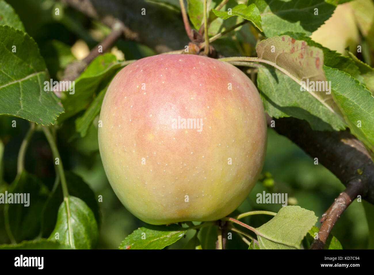 Apple on a tree Stock Photo - Alamy