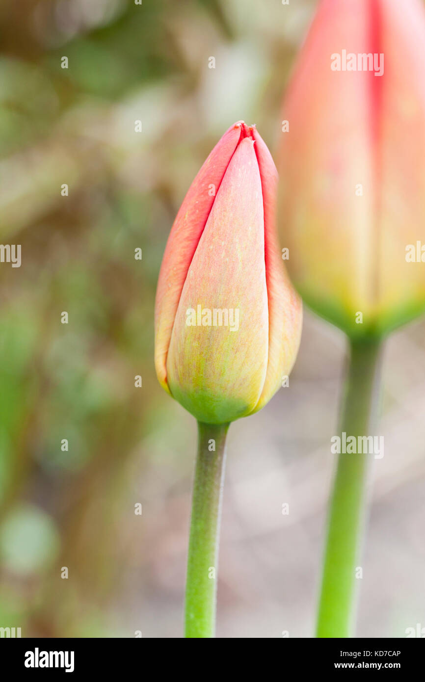 Red tulip, close-up Stock Photo - Alamy