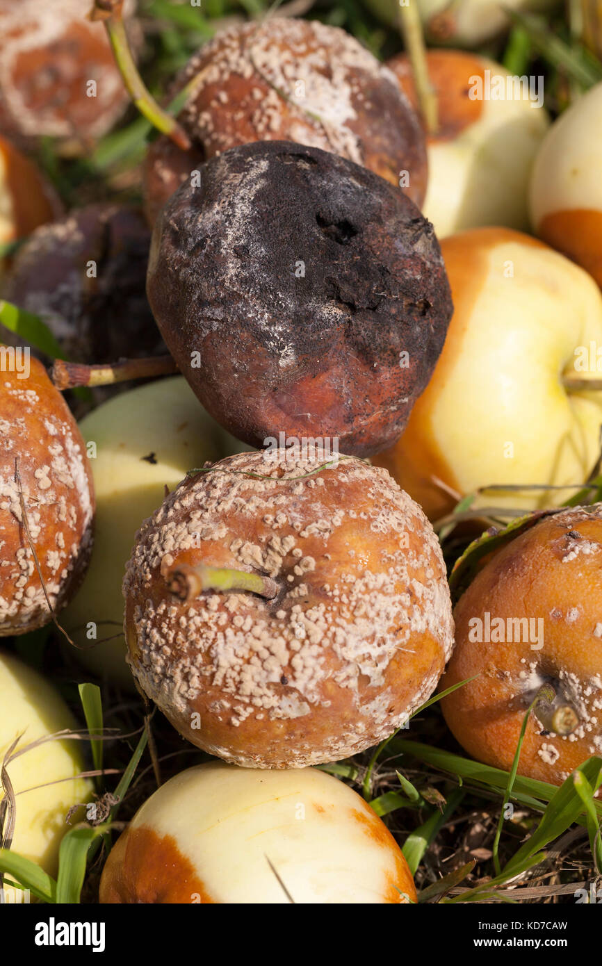 Spoiled apple harvest Stock Photo - Alamy
