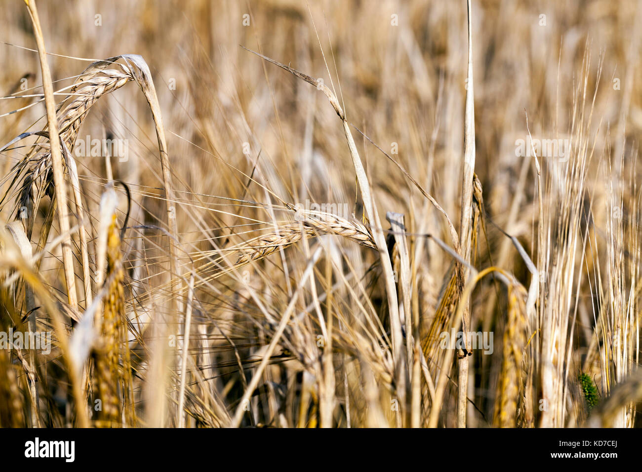 wheat farming field Stock Photo - Alamy