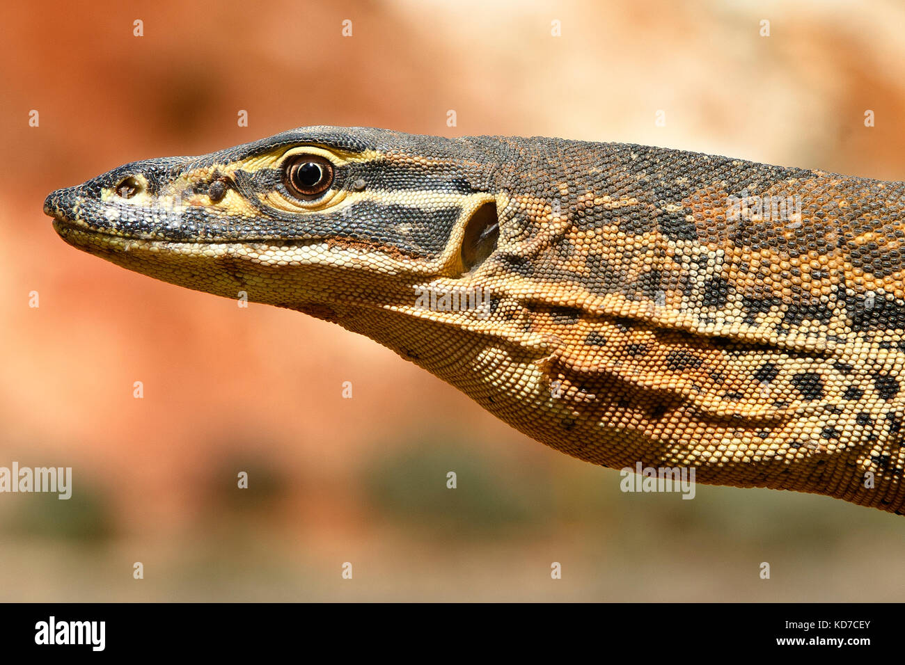 Sand Goanna High Resolution Stock Photography and Images - Alamy