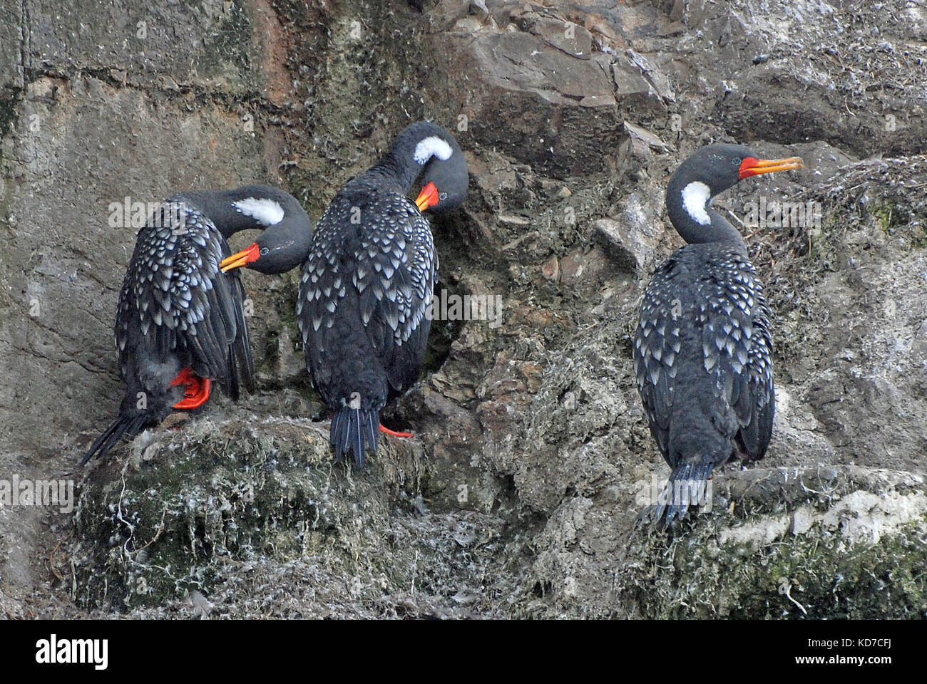 Chiloé chile ducks hi-res stock photography and images - Alamy