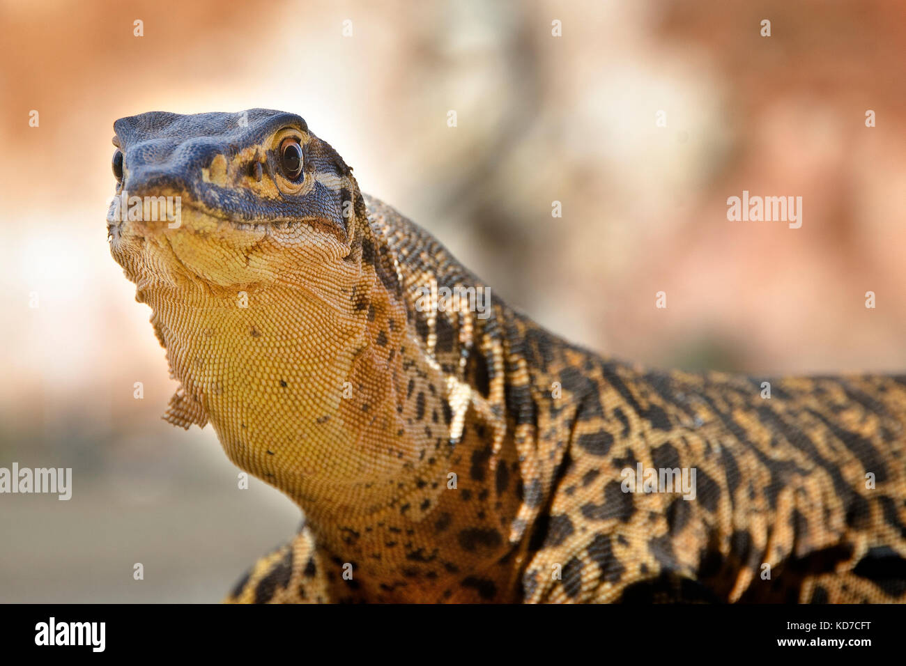 Bungarra or sand goanna (Varanus gouldii Stock Photo - Alamy