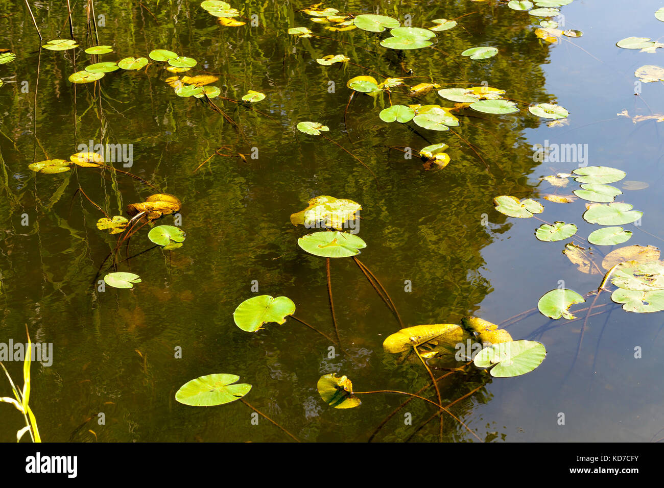 Water in the lake Stock Photo - Alamy