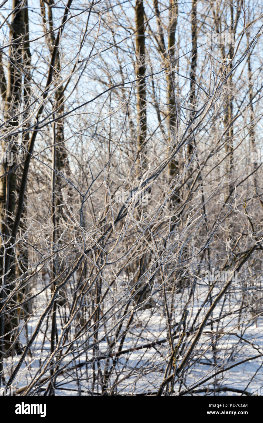 Trees in the winter season Stock Photo - Alamy